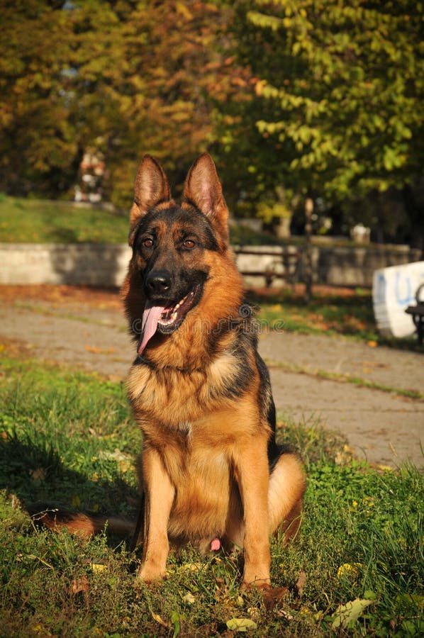 German shepherd puppies stock image. Image of show, cute - 24147643