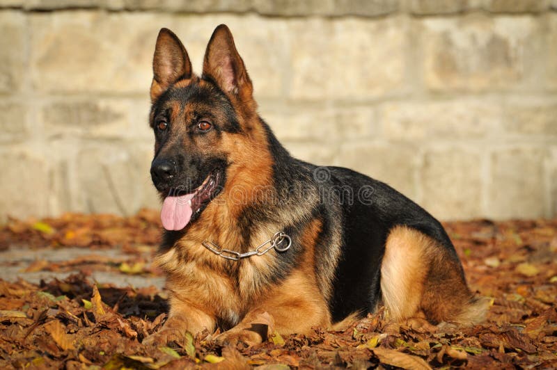 German Shepherd Alsatian Police Dog Stock Photo - Image of colored ...
