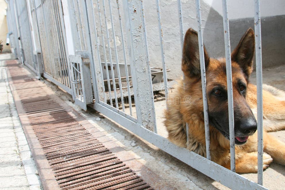 German shepherd stock image. Image of canine, cell, lock - 27865731