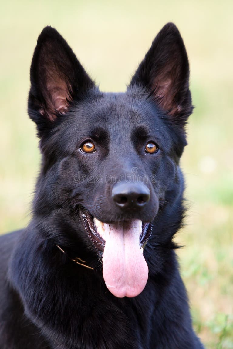 2,398 Black Female German Shepherd Stock Photos - Free & Royalty-Free ...