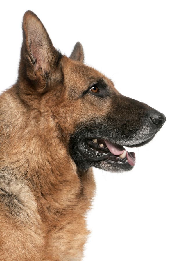 Yawning German shepherd stock image. Image of loyalty - 12015197