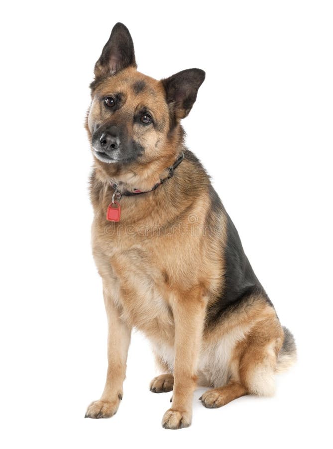 German Shepherd (5 Years Old) / Alsatian, Police D Stock Image - Image ...
