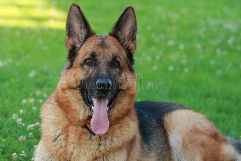 German shepherd dog stock photo. Image of furry, brown - 3105852