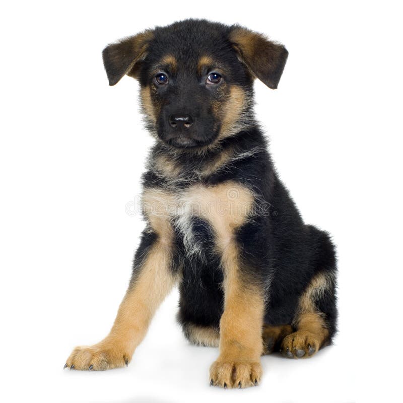 German Shepherd (7 Weeks)/ Alsatian, Police Dog Stock Photo - Image of ...