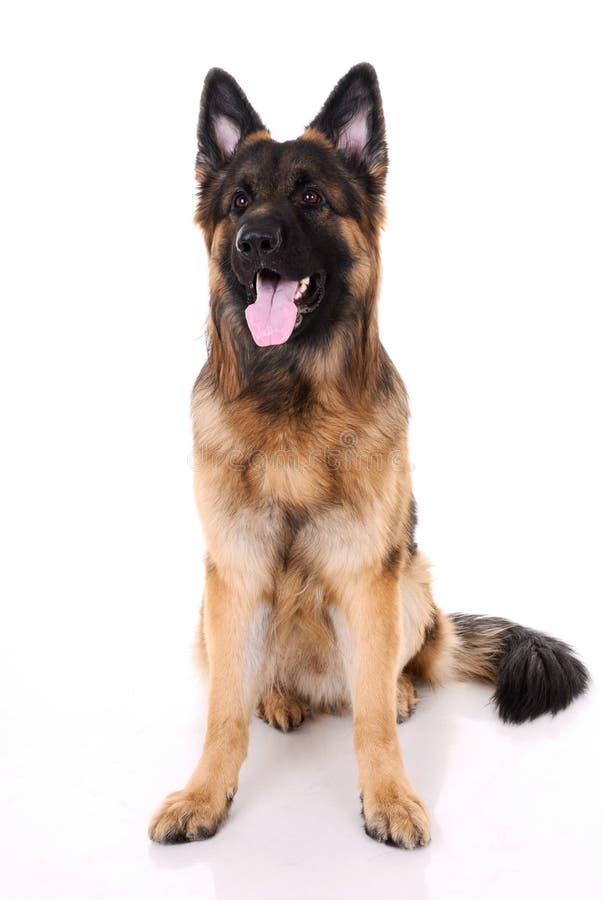 Front View of German Shepherd, Sitting Stock Image - Image of portrait ...