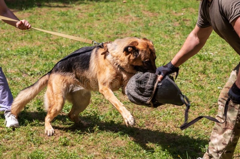 German Shepherd Attacking Dog Handler during Aggression Training. Stock ...