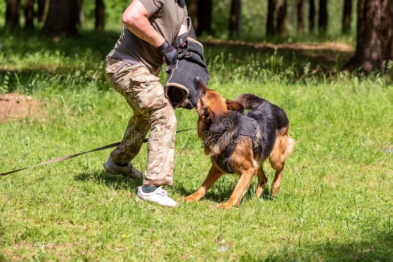 German Shepherd Attacking Dog Handler during Aggression Training. Stock ...