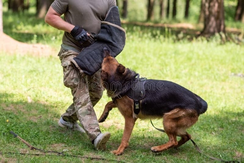 German Shepherd Attacking Dog Handler during Aggression Training. Stock ...