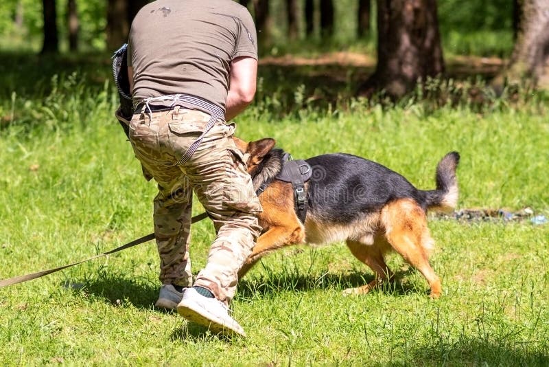German Shepherd Attacking Dog Handler during Aggression Training. Stock ...