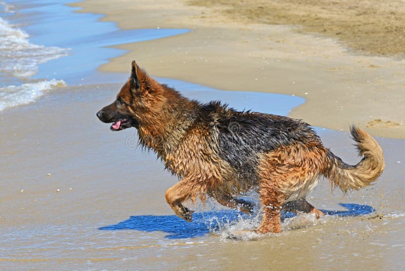 German shepherd on a beach stock photo. Image of swimming - 72922858