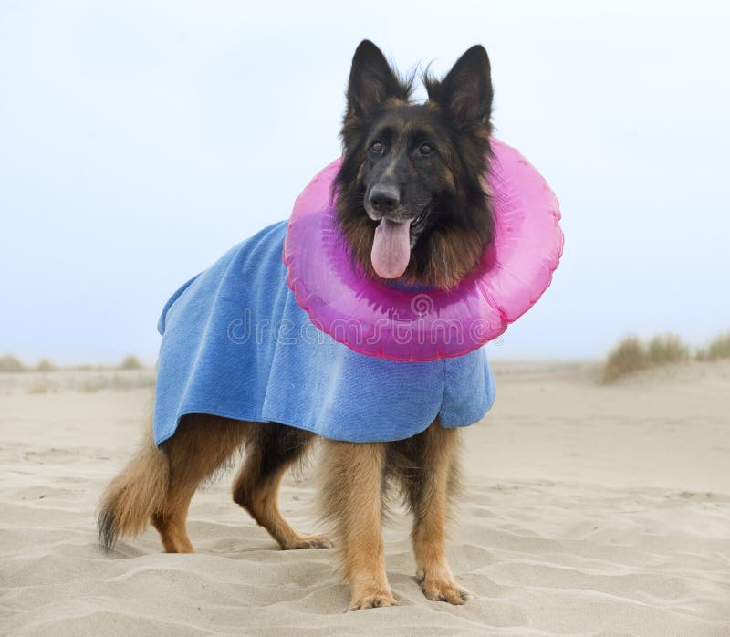 German Shepherd on the Beach Stock Image - Image of beach, happy: 74224621