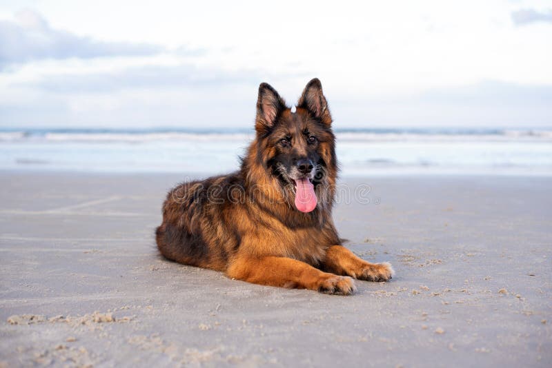 German Shepherd on the Beach at Sunset Stock Image - Image of beauty ...