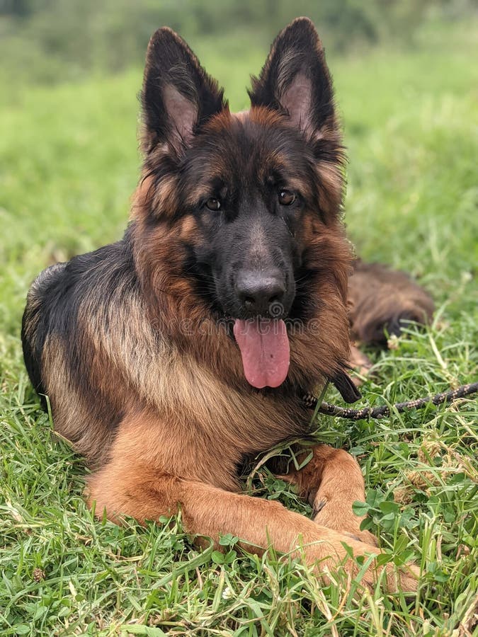 German Shepherd is Best Friend and Pet for Humans Stock Photo - Image ...