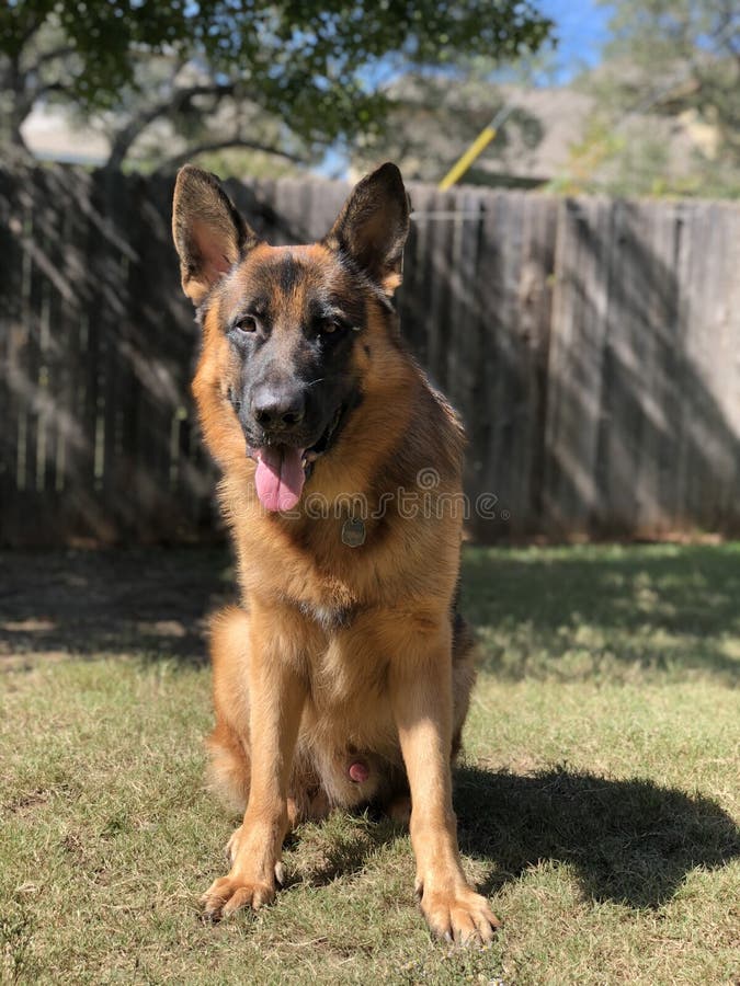 German Shepherd stock photo. Image of sitting, german - 260117110