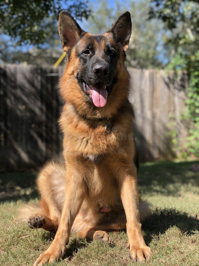 German Shepherd stock image. Image of sitting, shepherd - 260117121