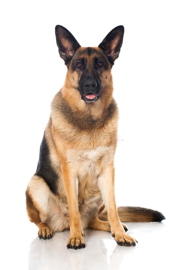 German shepherd stock image. Image of camera, shepherd - 36407775