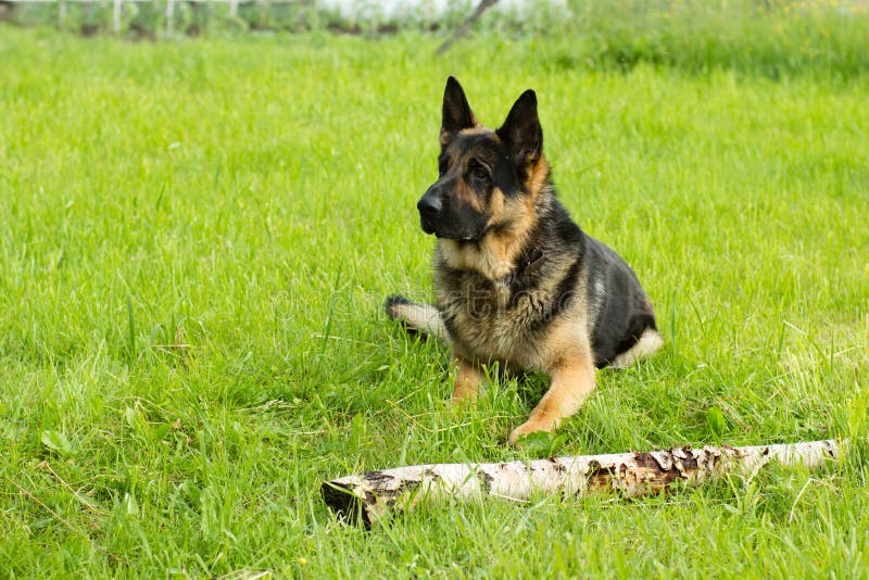 German Shepherd stock image. Image of paws, hunting, leash - 73495605