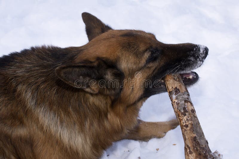 German Shepherd Chewing on a Log Stock Photo - Image of faithful, gnaw ...