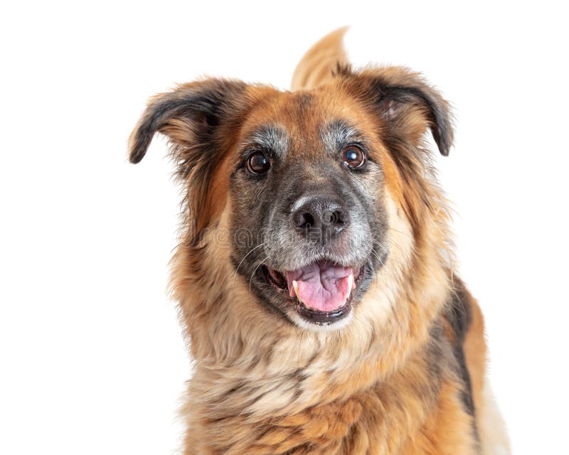 German Shepherd Crossbreed Happy Dog Smiling Stock Image - Image of ...