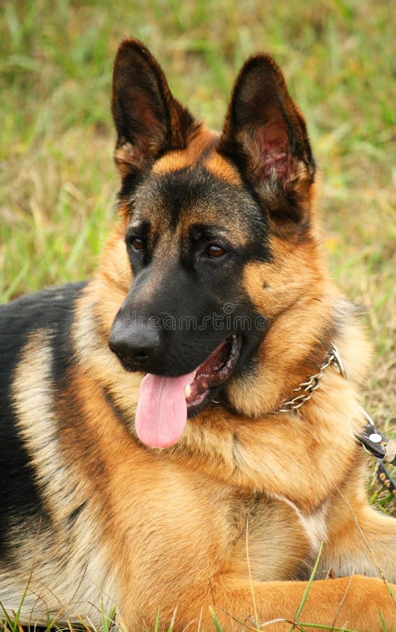 German shepherd dog stock photo. Image of game, roof - 12317956
