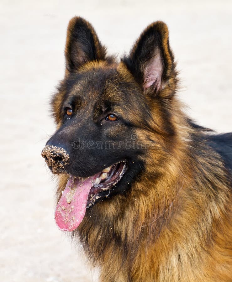 German shepherd dog stock photo. Image of furry, brown - 3105852