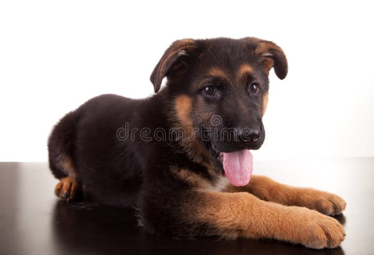 German Shepherd dog stock image. Image of breed, animal - 22824813