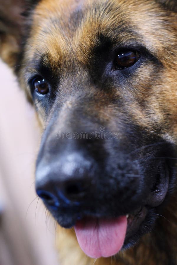 German shepherd dog stock photo. Image of domestic, breed - 25542628