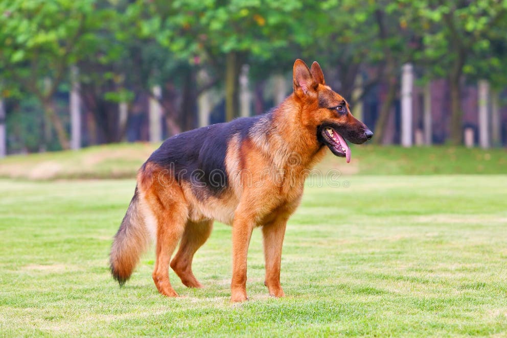 A German Shepherd Dog is Standing on the Grassland Stock Image - Image ...