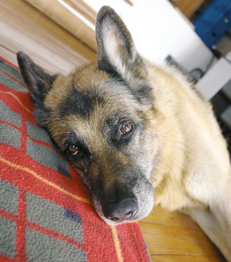 2,197 Sad German Shepherd Dog Stock Photos - Free & Royalty-Free Stock ...