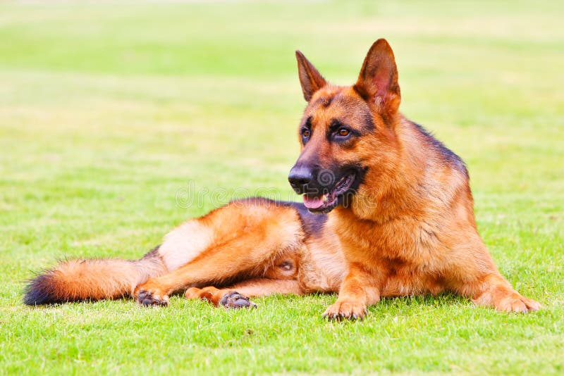 A German Shepherd Dog is Groveling on the Grassland Stock Image - Image ...