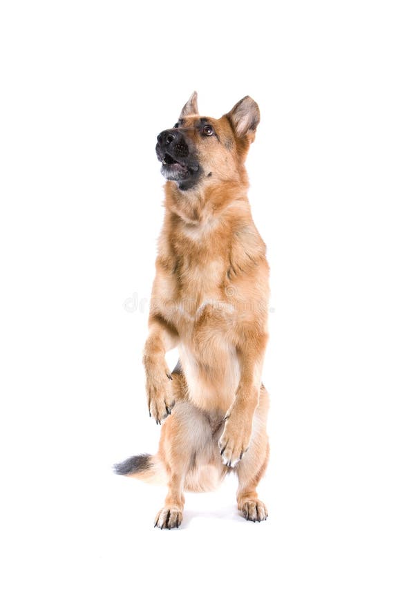 German Shepherd dog stock image. Image of animal, balanced - 7038687