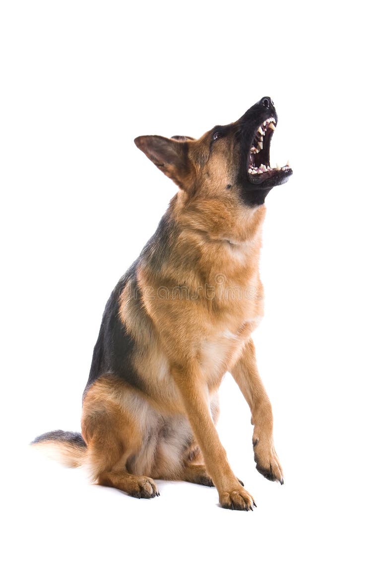 1,253 Angry German Shepherd Dog Stock Photos - Free & Royalty-Free ...