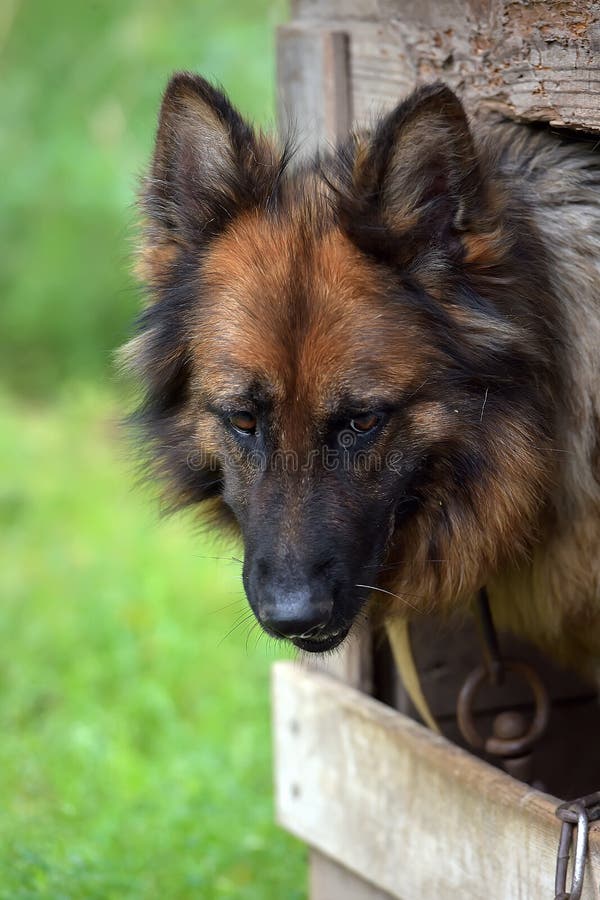 German shepherd in a booth stock image. Image of bite - 181557635