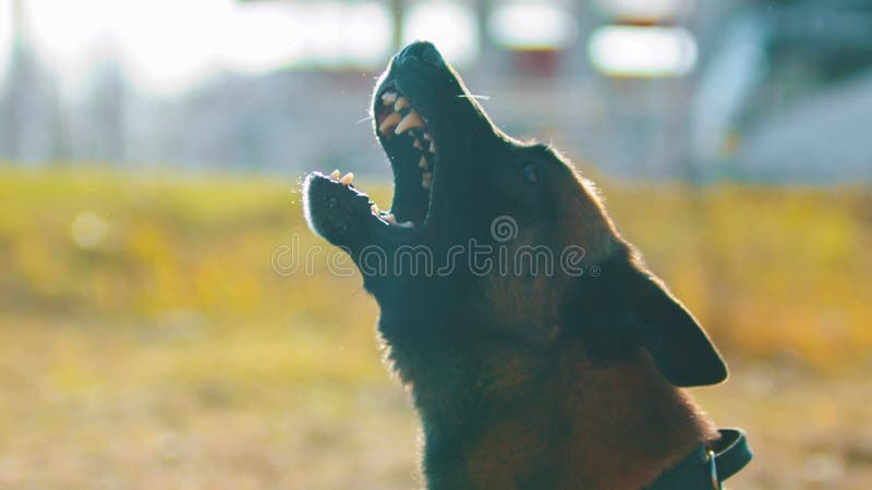 German Shepherd Dog Barking on Command - Side View Stock Image - Image ...