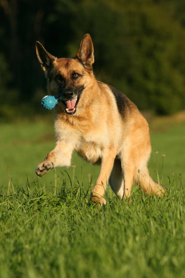German Shepherd dog stock photo. Image of bred, animal - 79252452