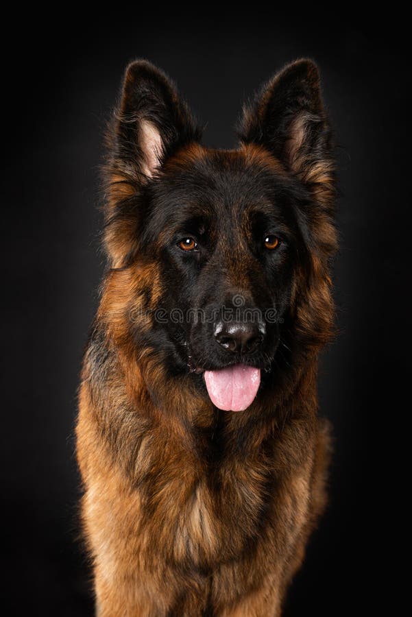 German Shepherd Dog on Black Background Stock Photo - Image of friendly ...