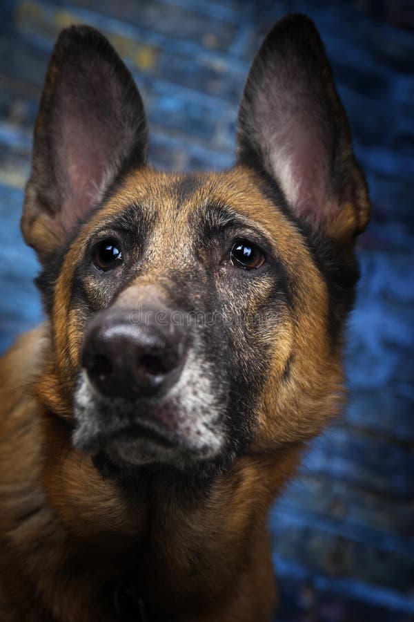German Shepherd Dog Blue Background Stock Photo - Image of girl ...