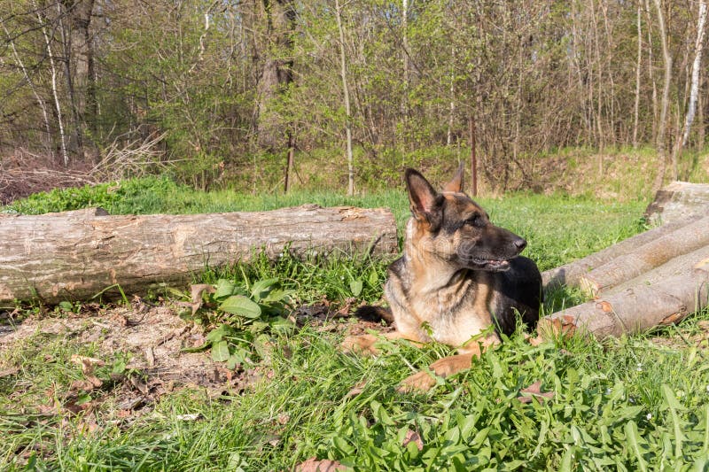 German Shepherd stock image. Image of german, outdoor - 280858175