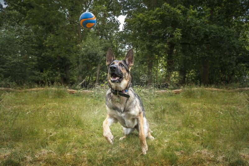 German Shepherd Dog Chasing Her Ball and Launching Stock Image - Image ...