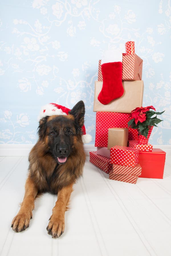 German Shepherd Dog for Christmas Stock Image - Image of paper ...