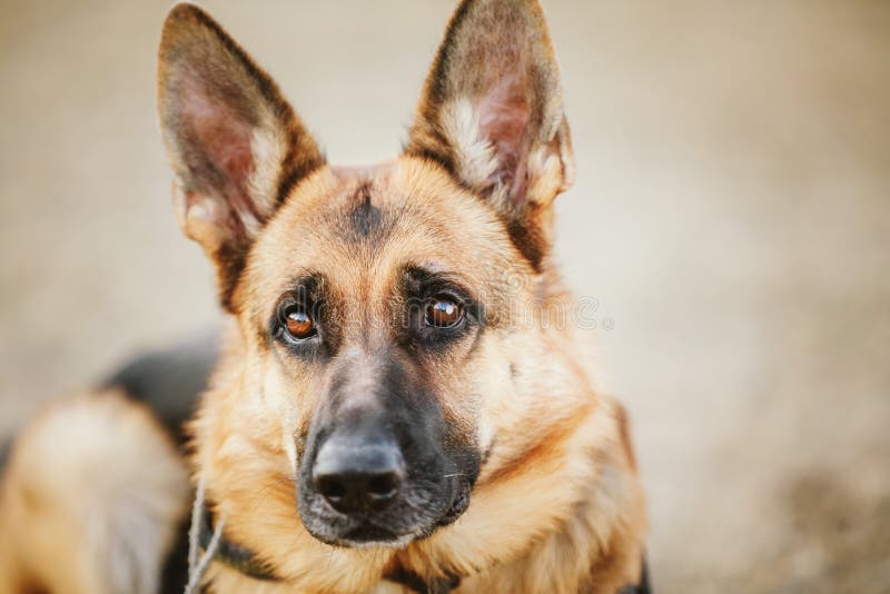 German Shepherd Dog Close Up Stock Photo - Image of brown, alertness ...