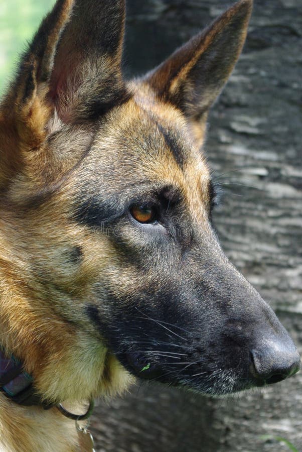German Shepherd Dog stock photo. Image of german, security - 76336868