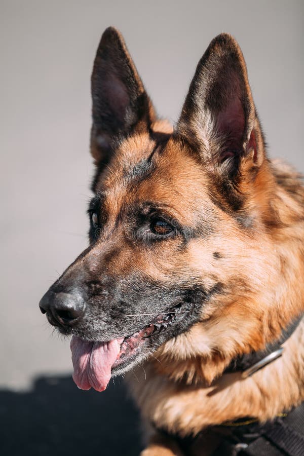 German Shepherd Dog Close Up Portrait Stock Image - Image of deutscher ...