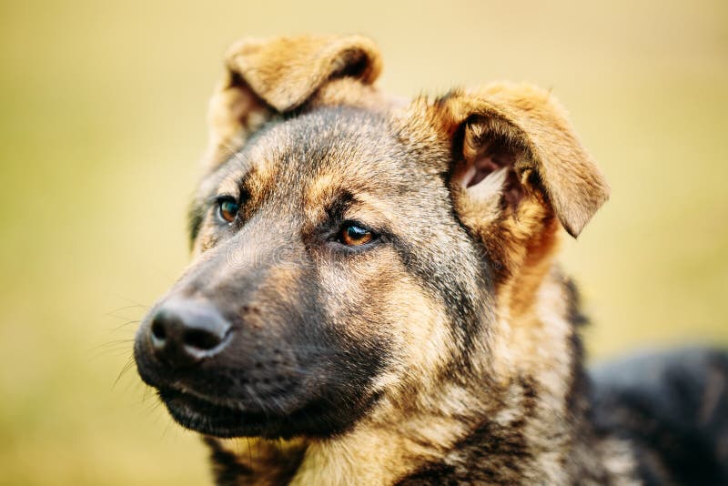 German Shepherd Dog Close Up Stock Photo - Image of purebred, beautiful ...