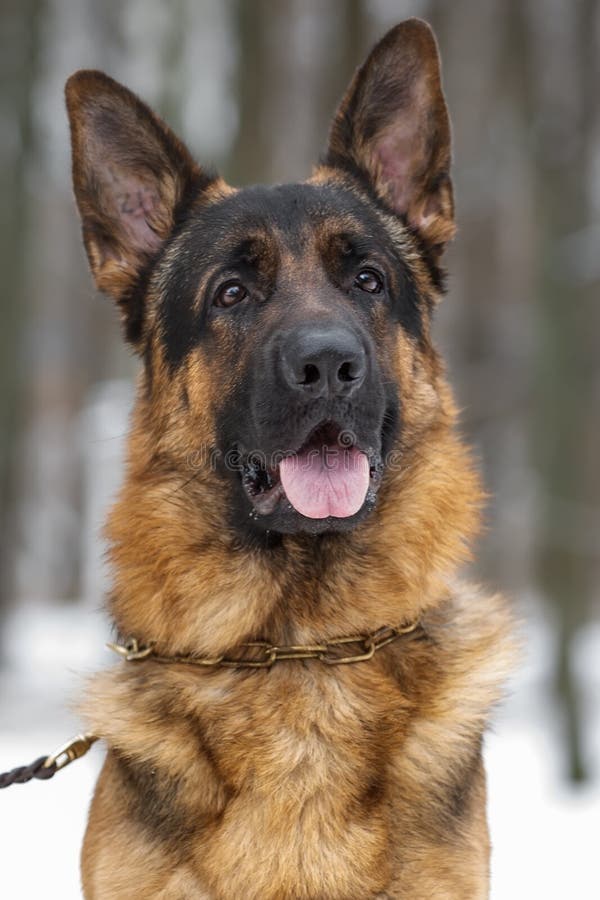 German Shepherd dog stock image. Image of shepherd, front - 268171411