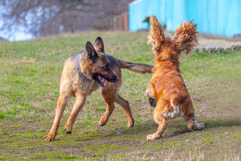 German Shepherd Dog and Cocker Spaniel on a Walk. Dogs Run and Play on ...