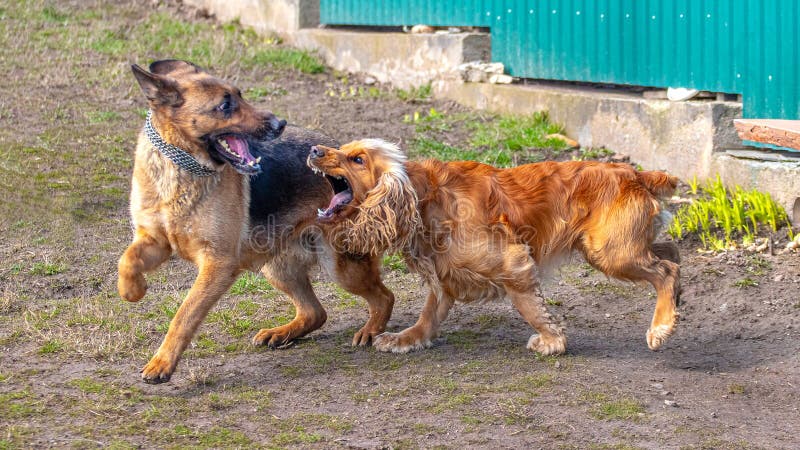 German Shepherd Dog and Cocker Spaniel on a Walk. Dogs Run and Play on ...