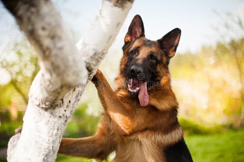 German Shepherd Dog Doing a Trick with a Tree Stock Image - Image of ...