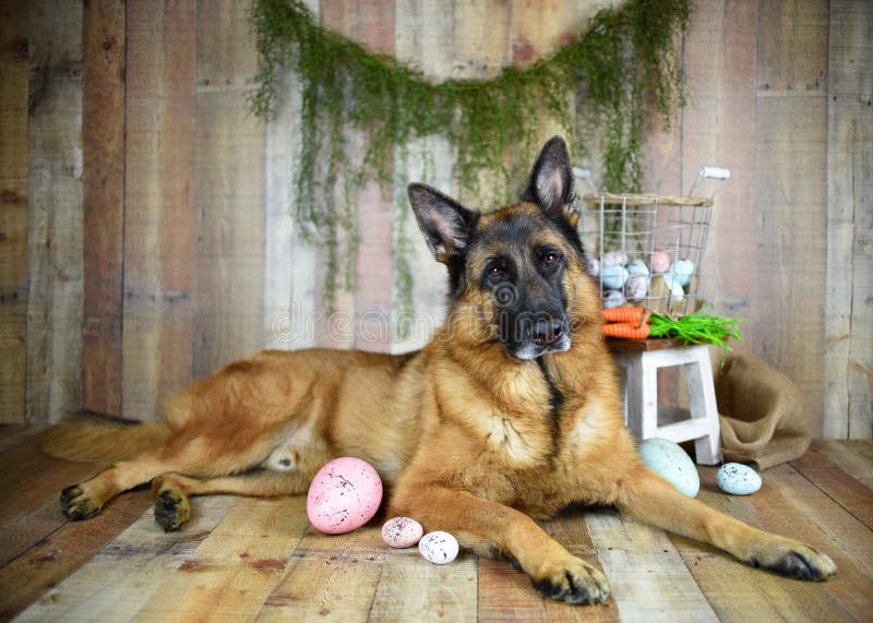 German Shepherd Red and Black Stock Photo - Image of pets, green: 112364854