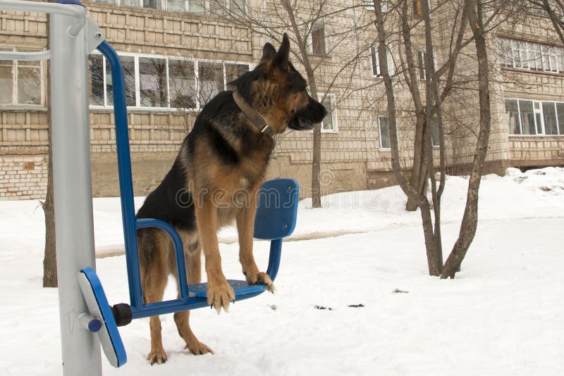 German Shepherd Dog on Exercise Equipment Stock Image - Image of german ...